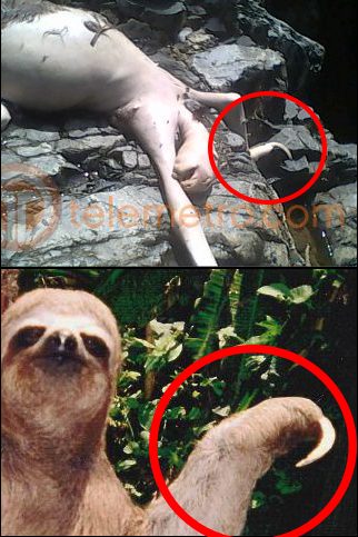 Cryptomundo » Bald Beast of KI: It’s A Mink